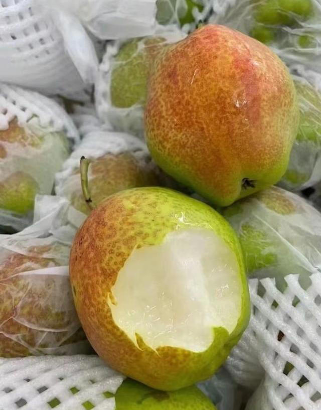 第一次吃新疆香梨，我实话实说：这梨子居然这么好吃